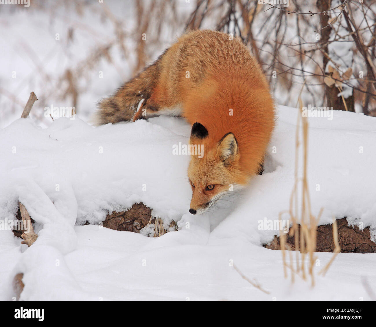 Fuchs im Winter, Schneelandschaft, Rotfuchs Stock Photo - Alamy