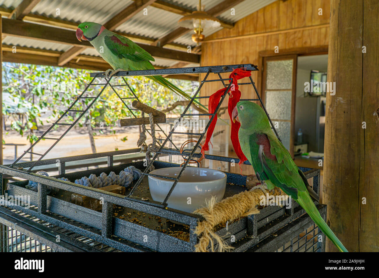 Two Green Parrots High Resolution Stock Photography and Images - Alamy