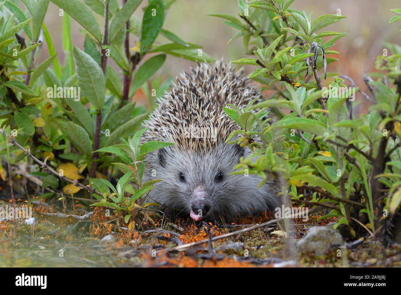 Igel (Erinaceus europaeus) hedgehog Stock Photo - Alamy