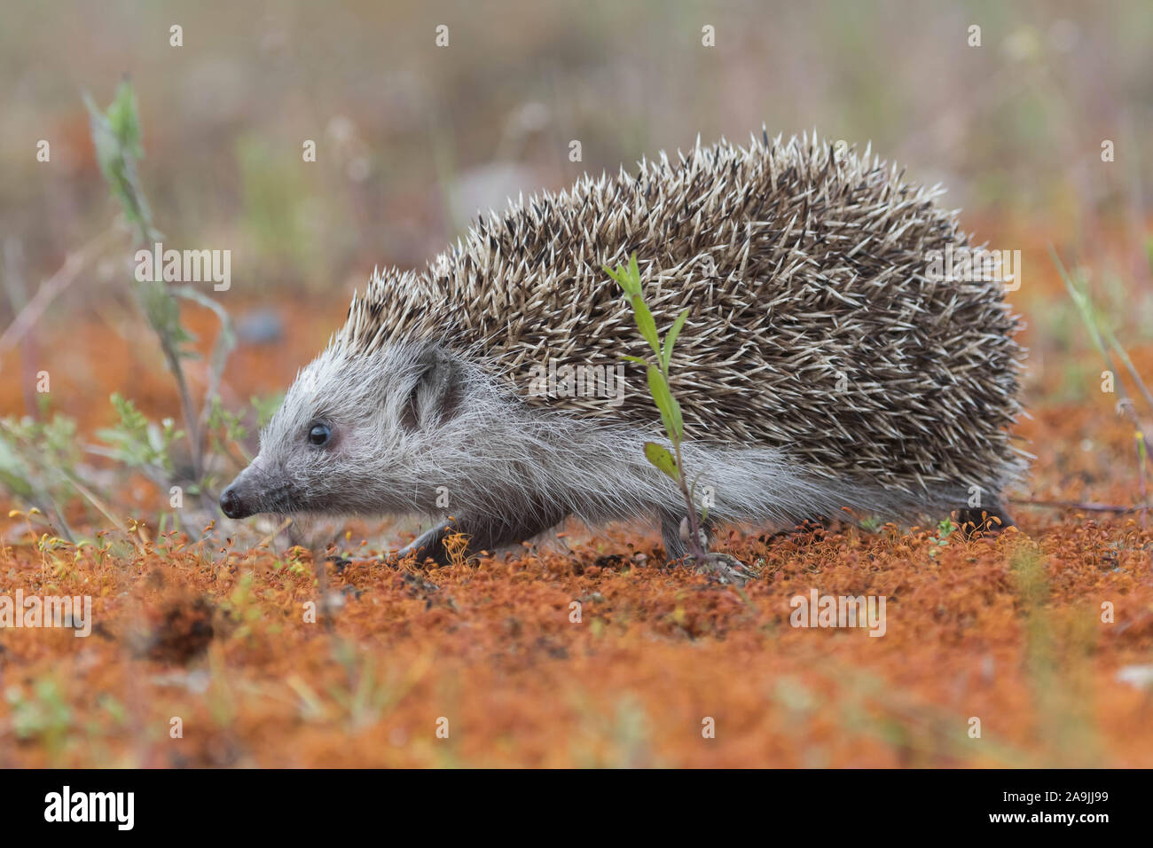 Igel (Erinaceus europaeus) hedgehog Stock Photo - Alamy