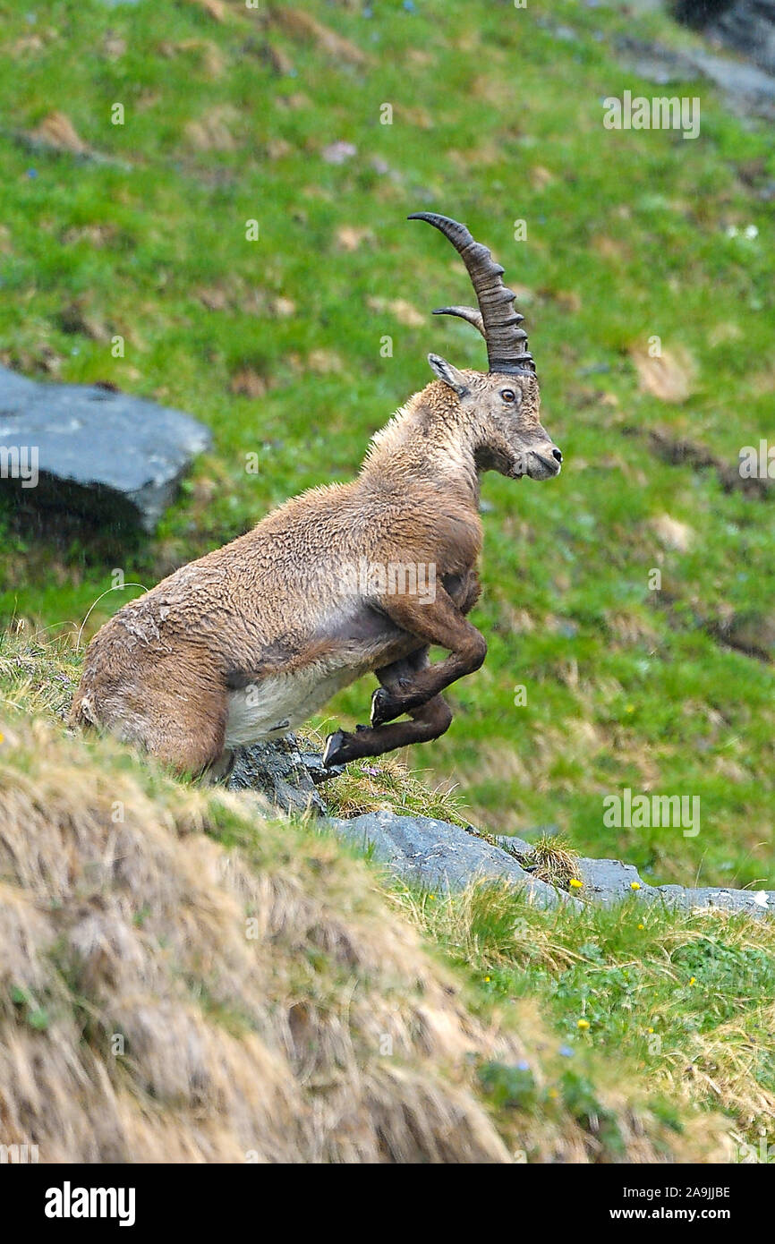 Steinbocke hi-res stock photography and images - Alamy