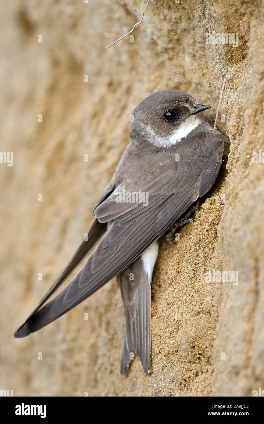 Collared sand martins hi-res stock photography and images - Alamy