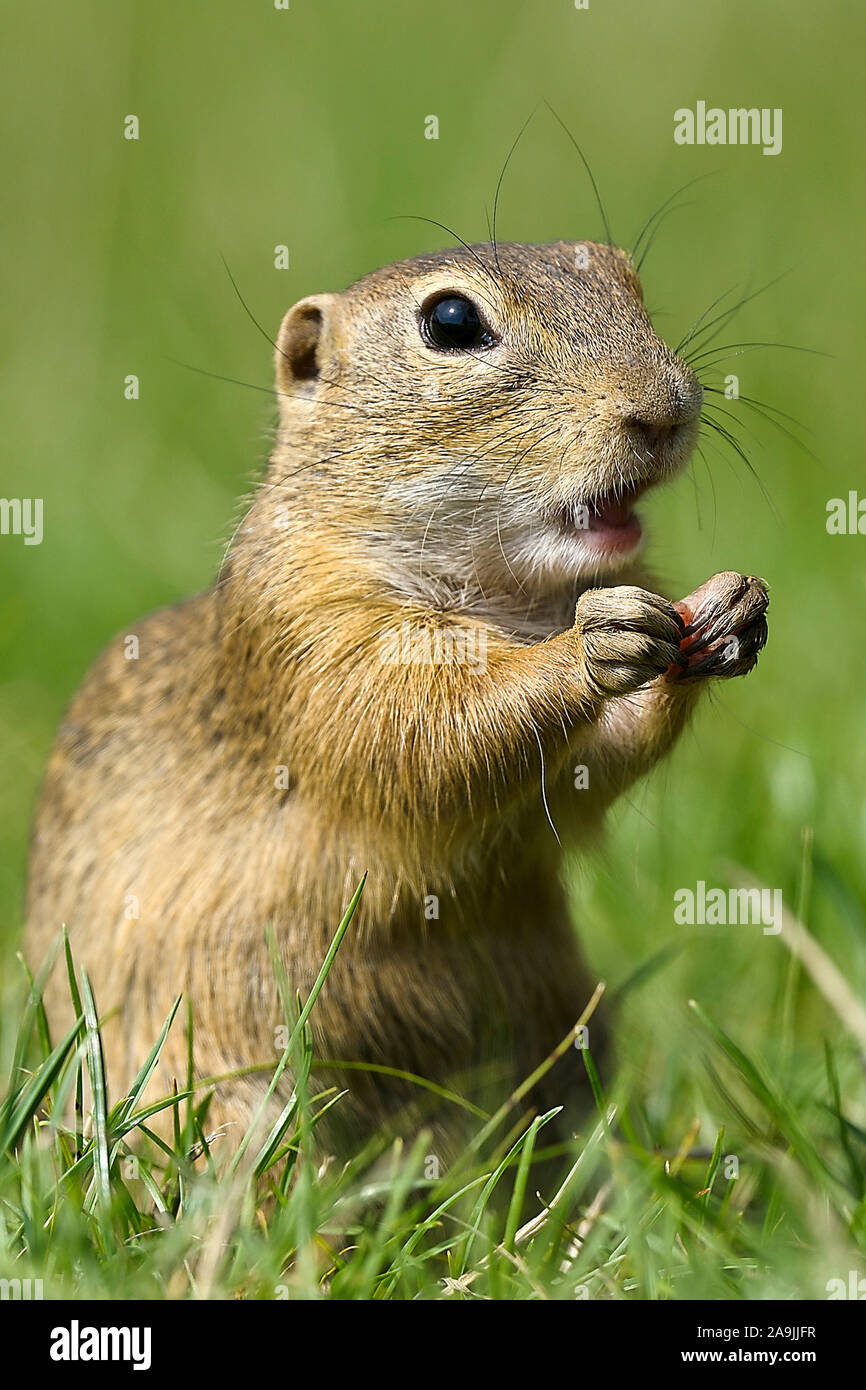 Europaeisches ziesel hi-res stock photography and images - Alamy