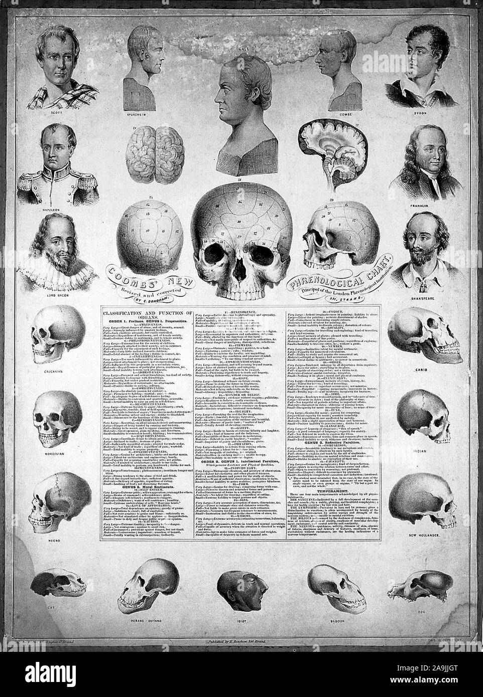 Phrenological chart Black and White Stock Photos & Images - Alamy