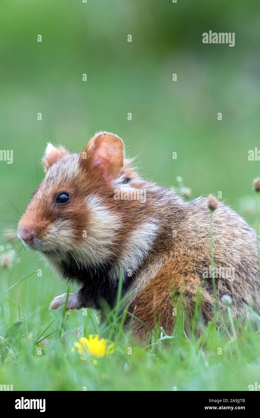 Feldhamster hi-res stock photography and images - Alamy