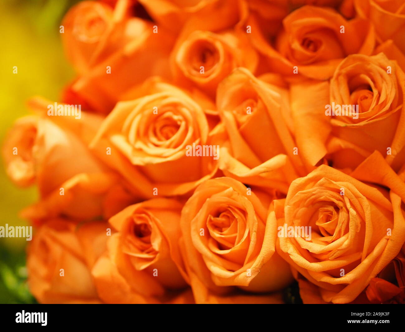 Rose Flower Old Rose color arrangement Beautiful bouquet on blurred of ...