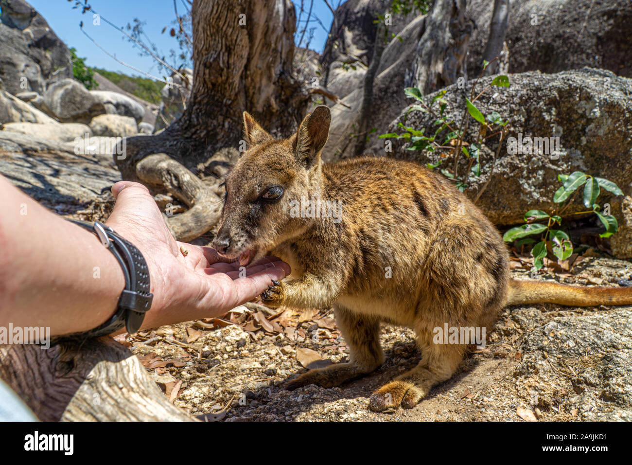 Australian wallabie hi-res stock photography and images - Alamy