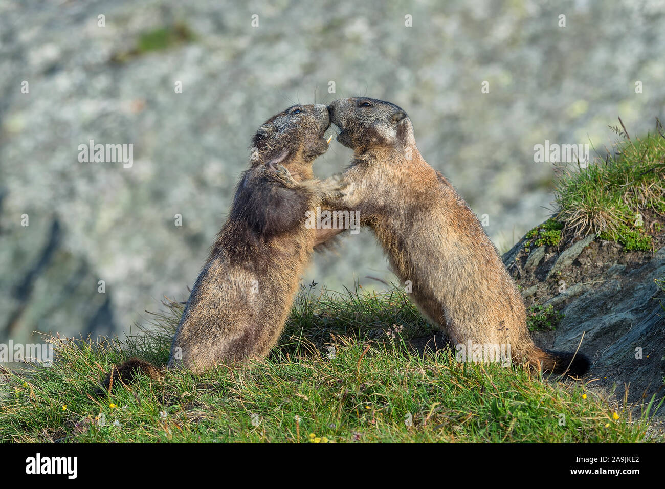 Murmeltiere alpen hi-res stock photography and images - Alamy
