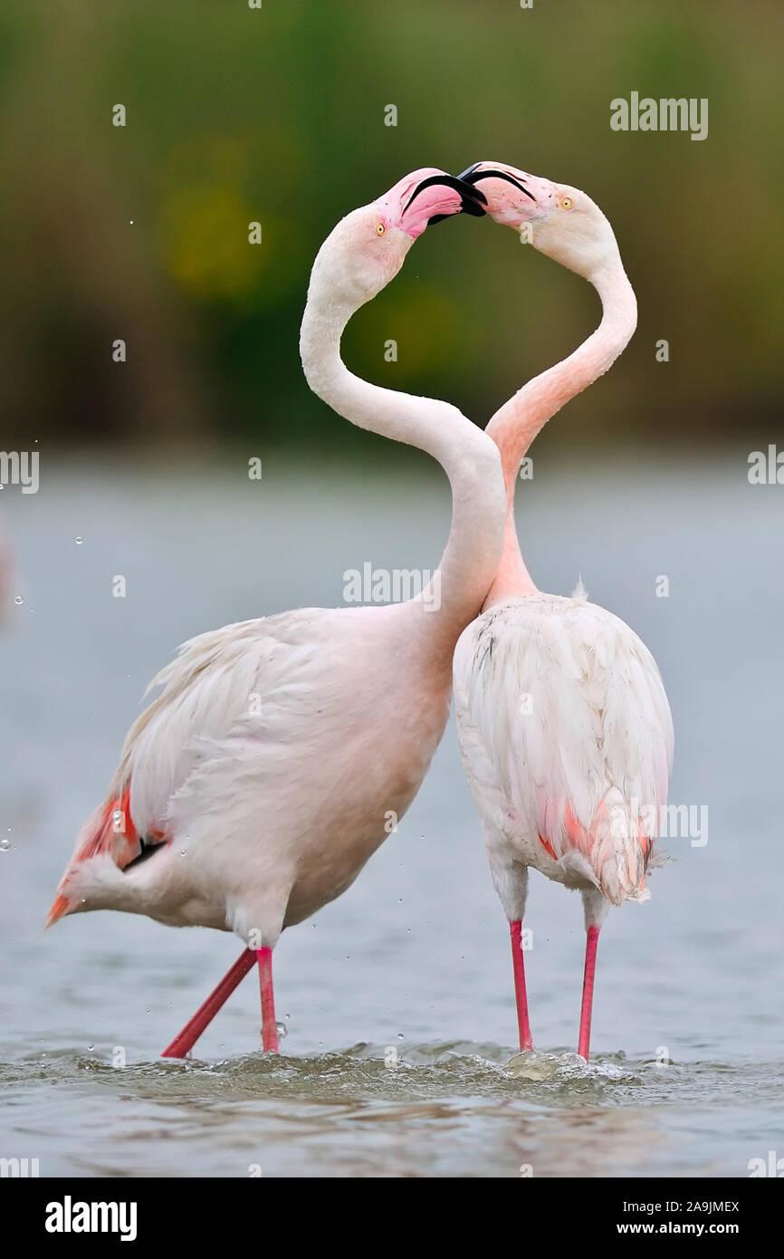 Phoenicopterus ruber usa hi-res stock photography and images - Alamy