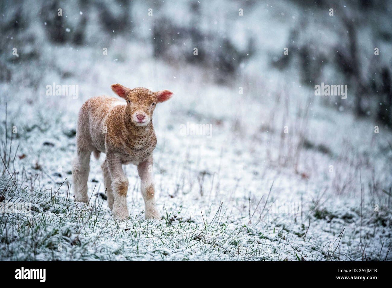 Weather cold lamb hi-res stock photography and images - Alamy