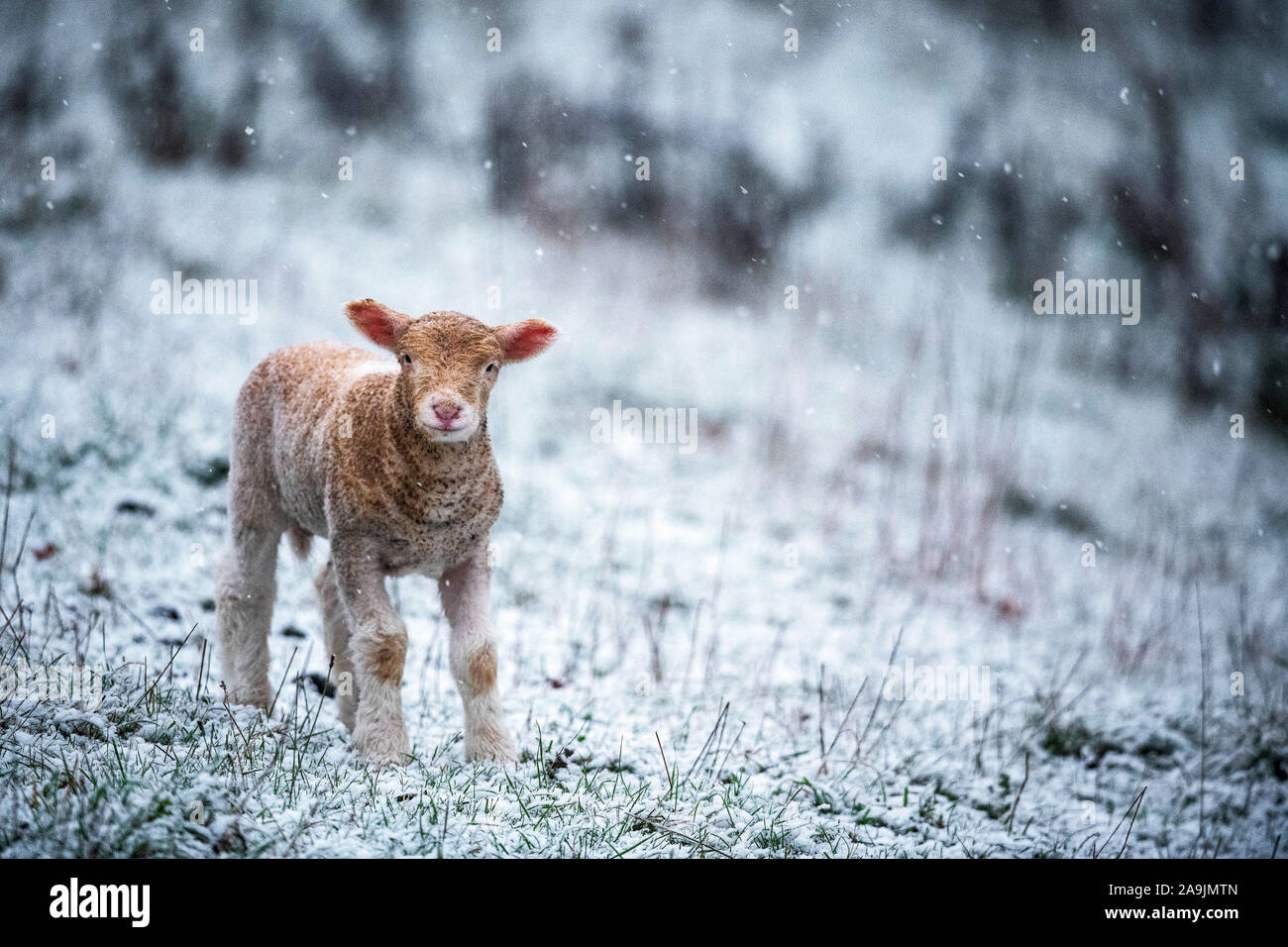 Snow white lamb hi-res stock photography and images - Alamy