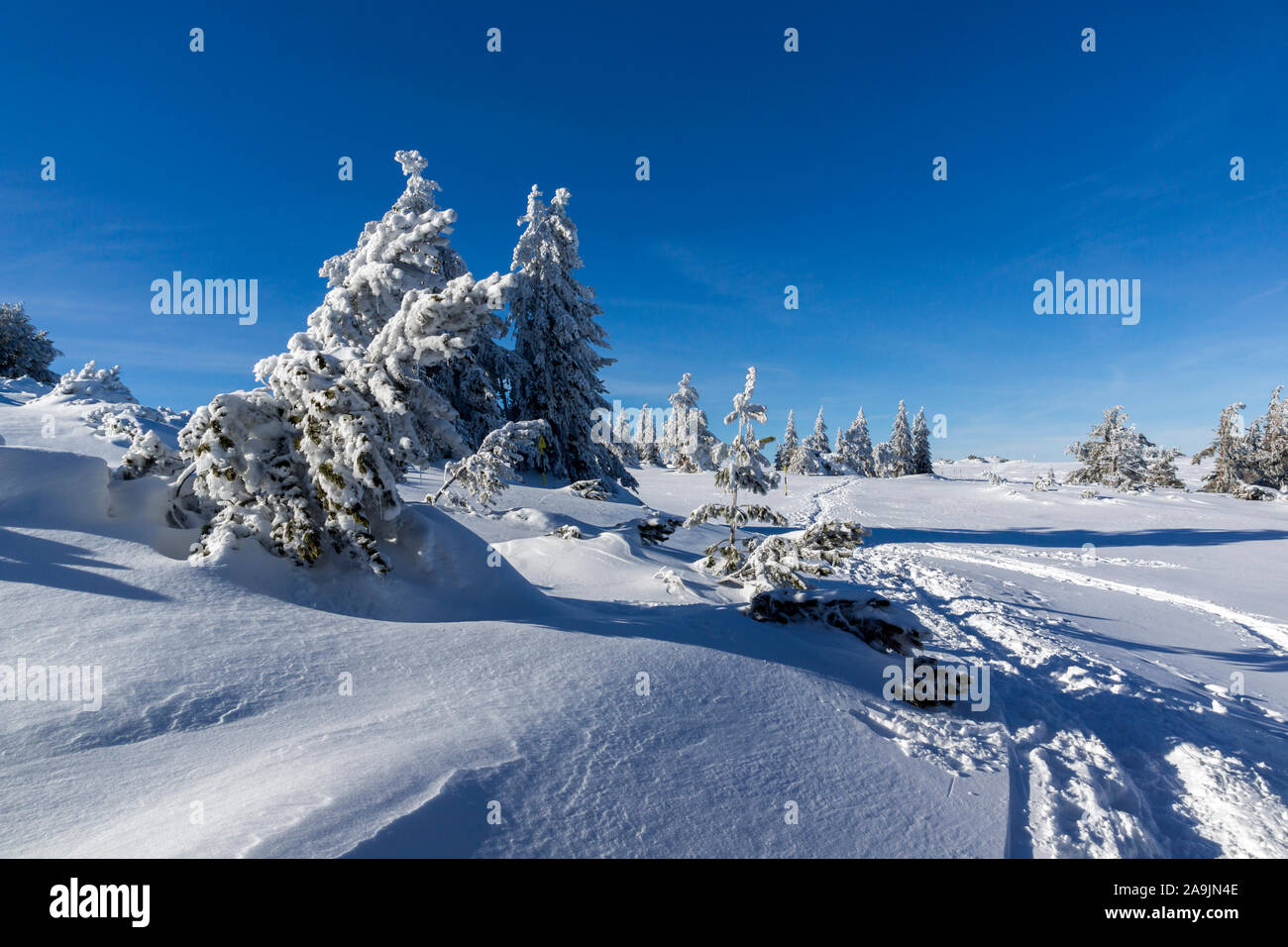 Winter view of Vitosha Mountain with trees covered with snow, Sofia ...