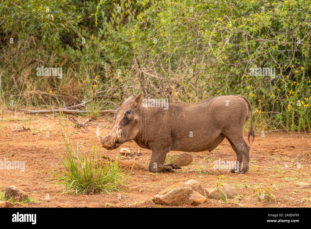 Large adult common warthog (Phacochoerus africanus) kneeling while ...