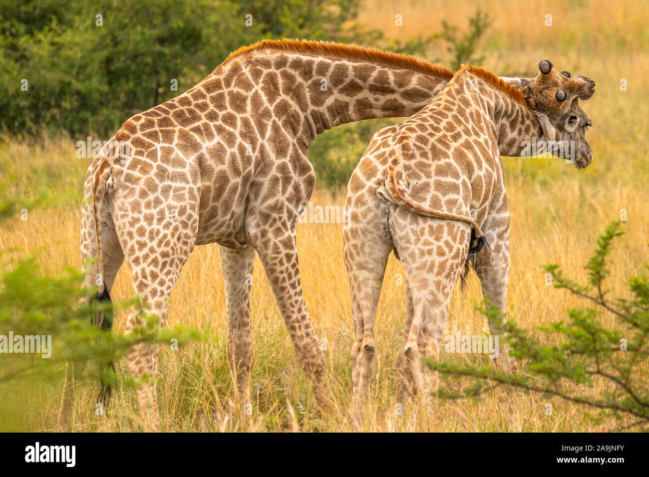 Giraffe neck fight hi-res stock photography and images - Alamy