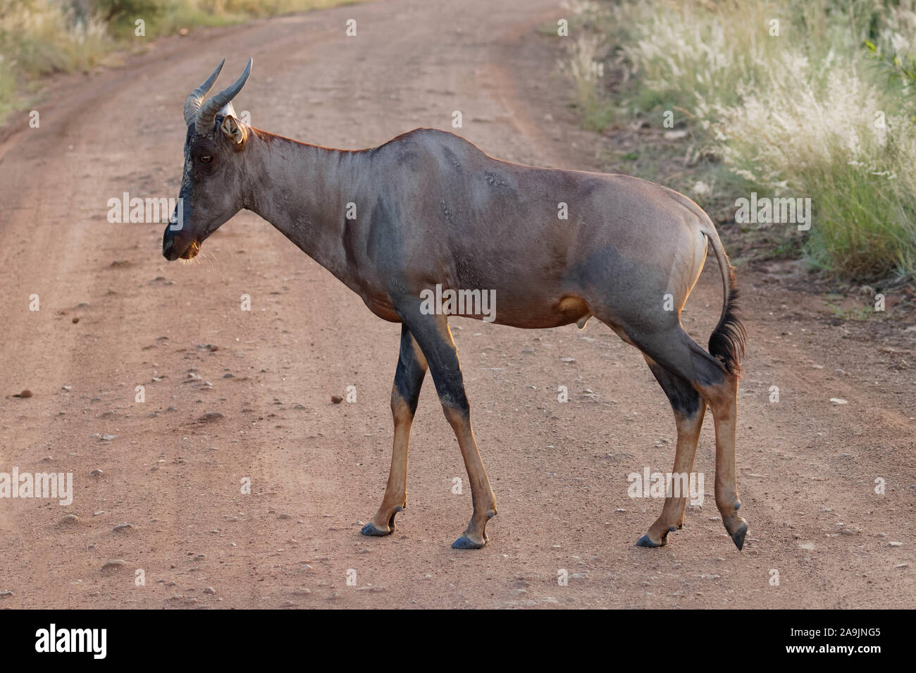 Common tsessebe ( Damaliscus lunatus lunatus) walking on the road ...