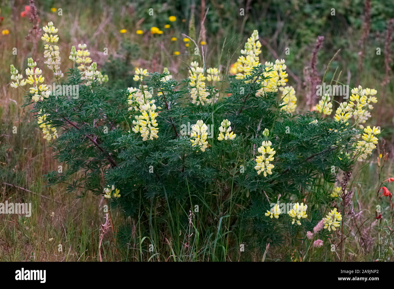 Tree Lupin - Lupinus arboreus Stock Photo - Alamy