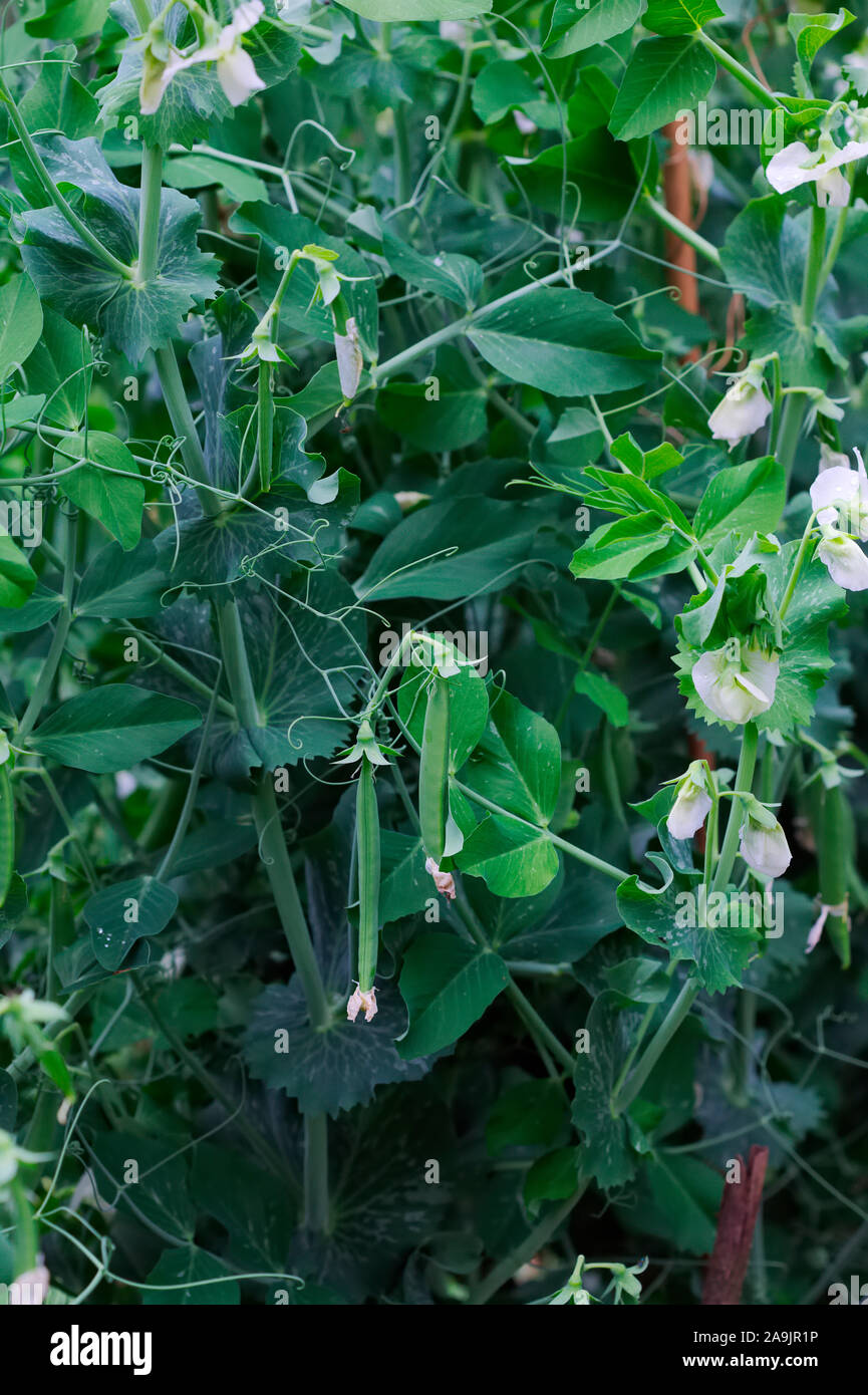 Snap pea flower hi-res stock photography and images - Alamy