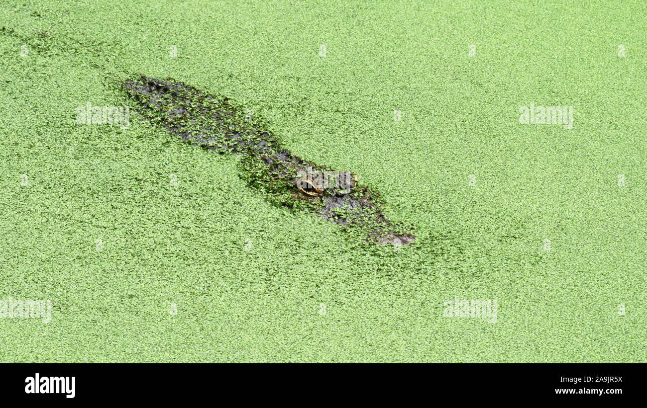 Alligator head overhead hi-res stock photography and images - Alamy