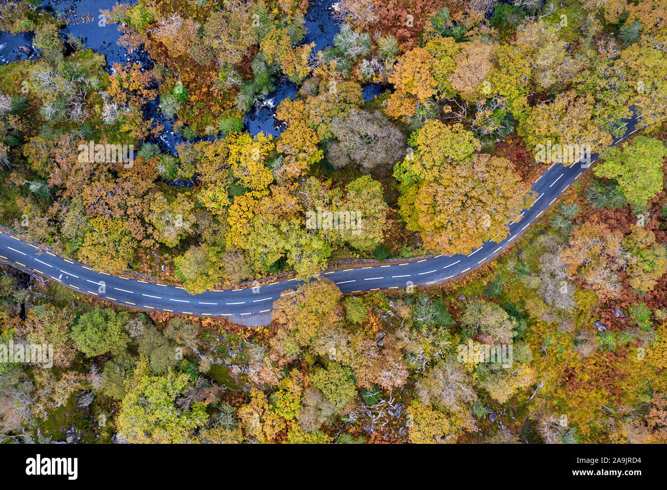 Aerial, top view of curvy road trough autumn forest taken by drone ...