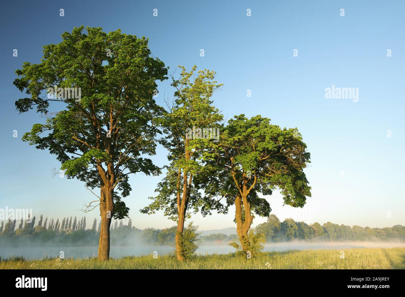 Spring maple trees on a sunny morning Stock Photo - Alamy