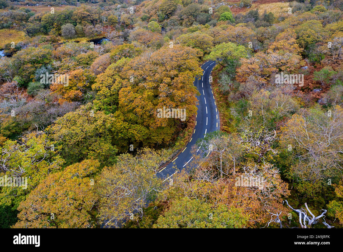 Aerial, top view of curvy road trough autumn forest taken by drone ...