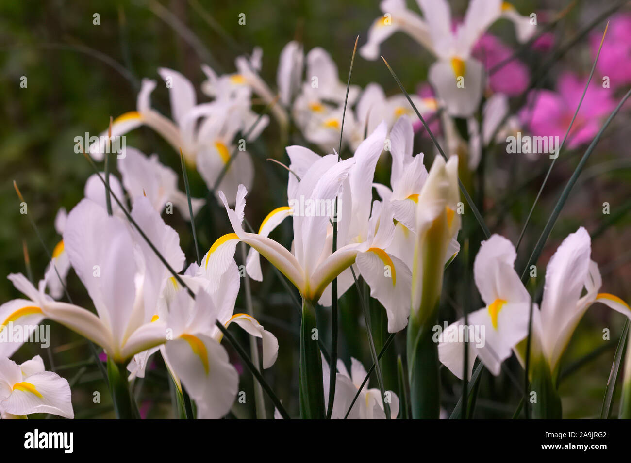 White excelsior hi-res stock photography and images - Alamy