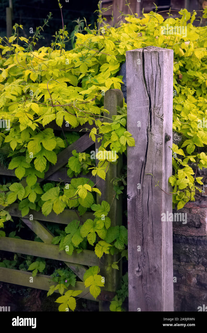 Humulus Lupulus Aureus High Resolution Stock Photography and Images - Alamy