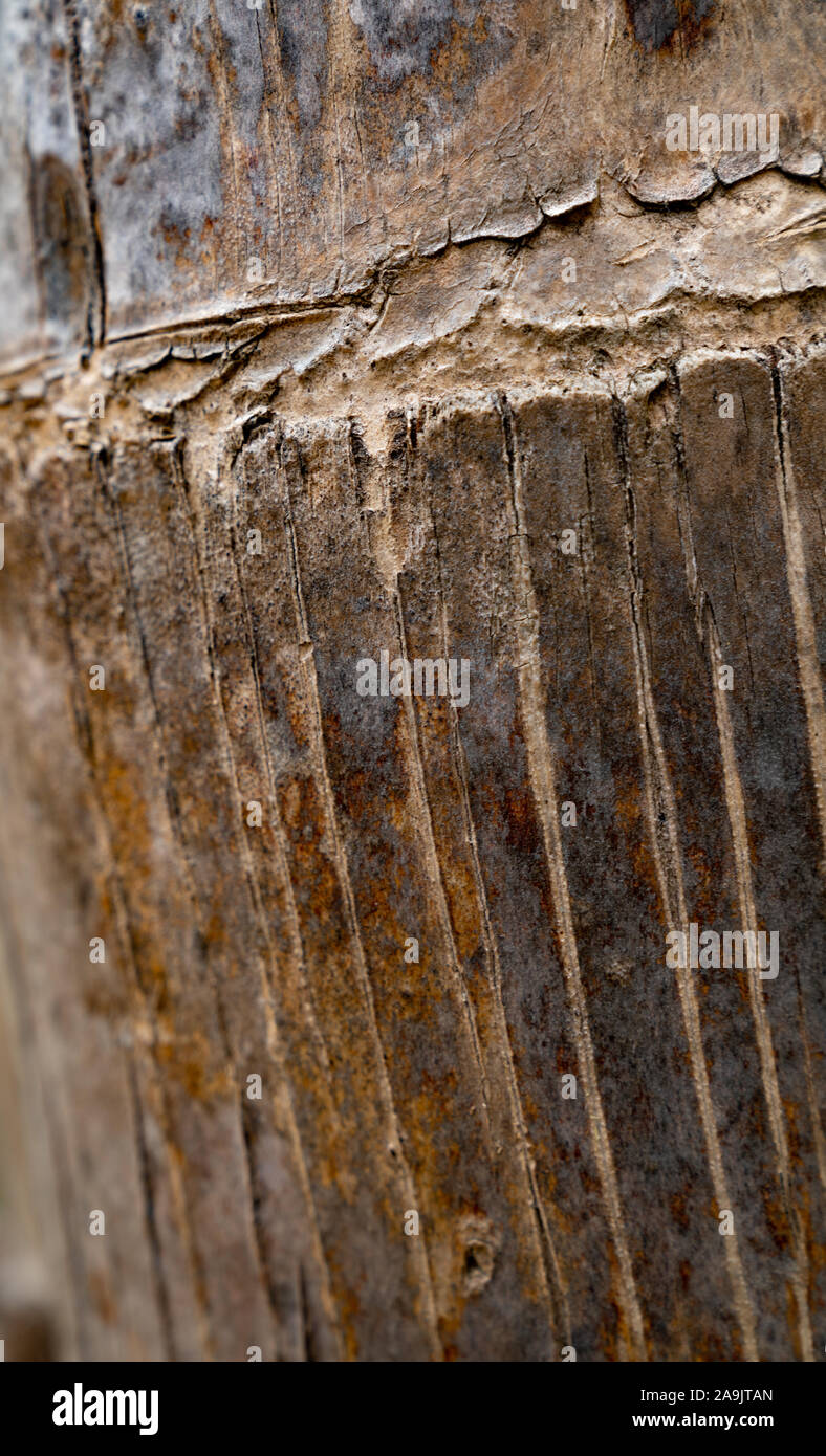 Coconut palm trunk hi-res stock photography and images - Alamy