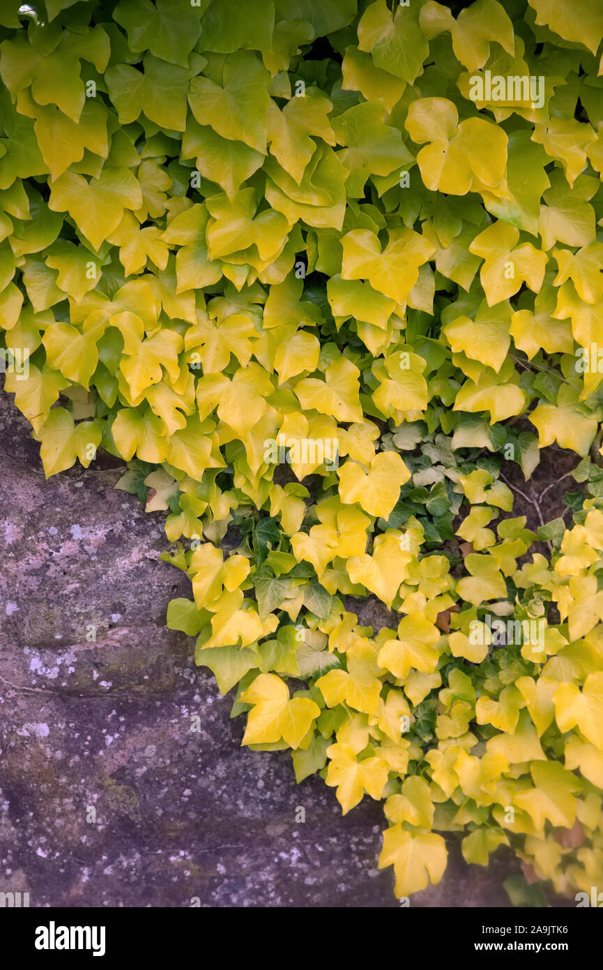 Hedera Helix Buttercup High Resolution Stock Photography and Images - Alamy