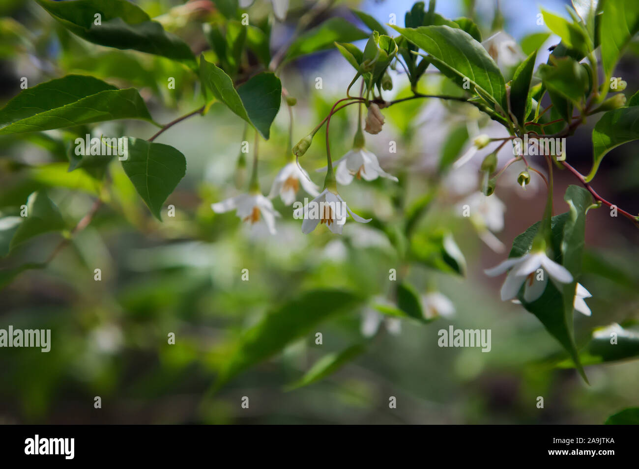 Styrax tree hi-res stock photography and images - Alamy