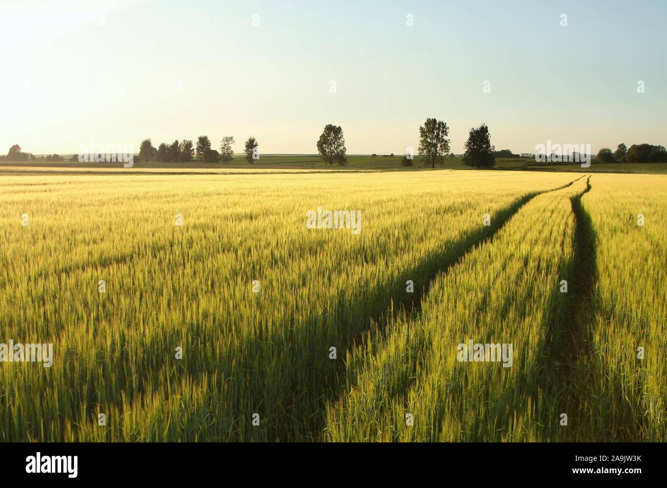 Spring landscape of sunrise over a field of grain. Dirt road at dawn ...