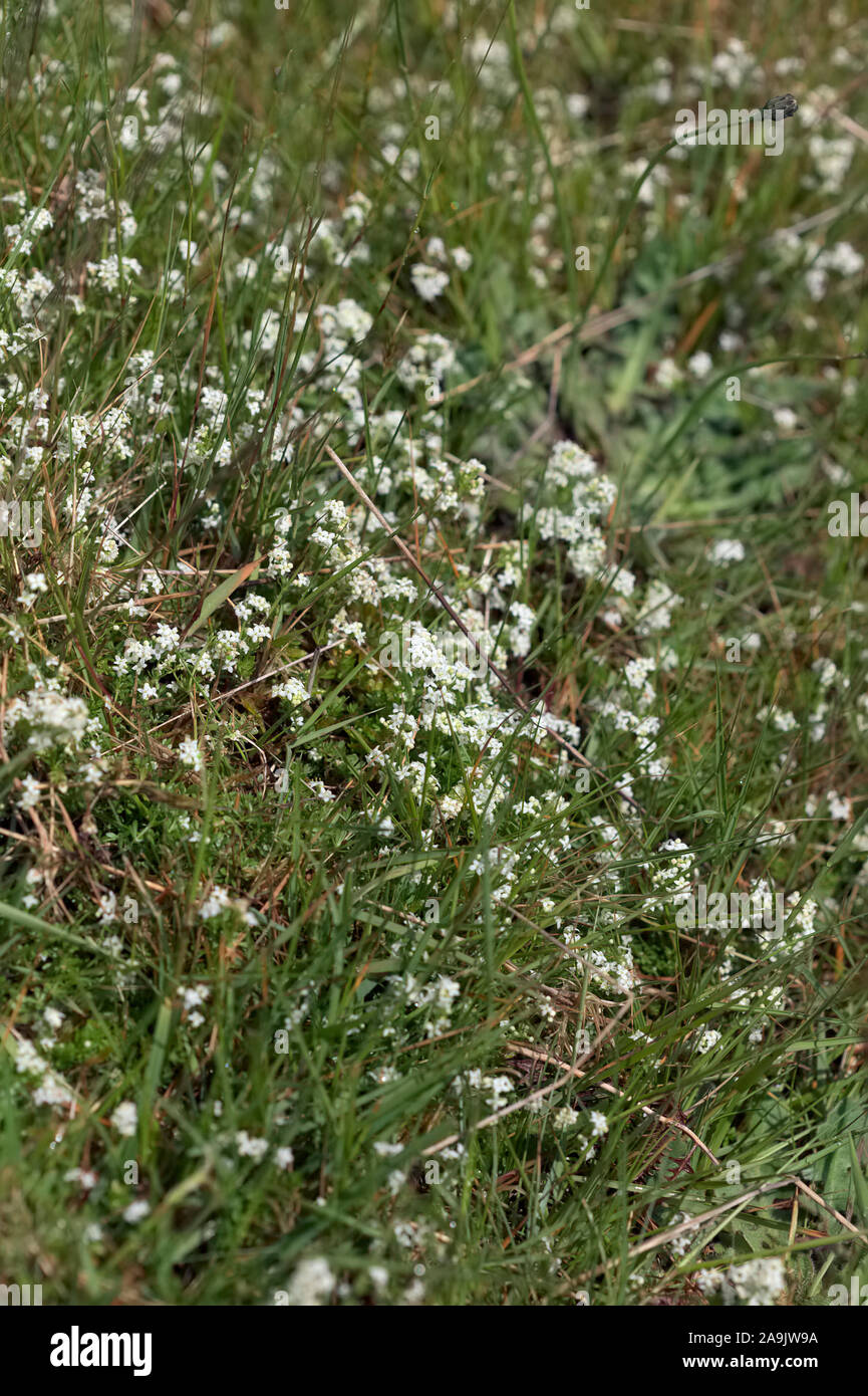 Galium saxatile hi-res stock photography and images - Alamy