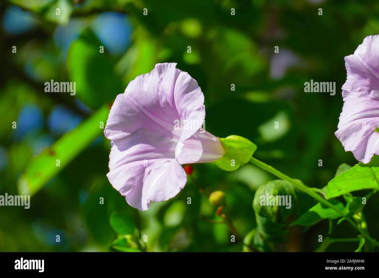 rosa farbene Winde Convolvulus Blüte mit unscharfem Hintergrund Stock ...