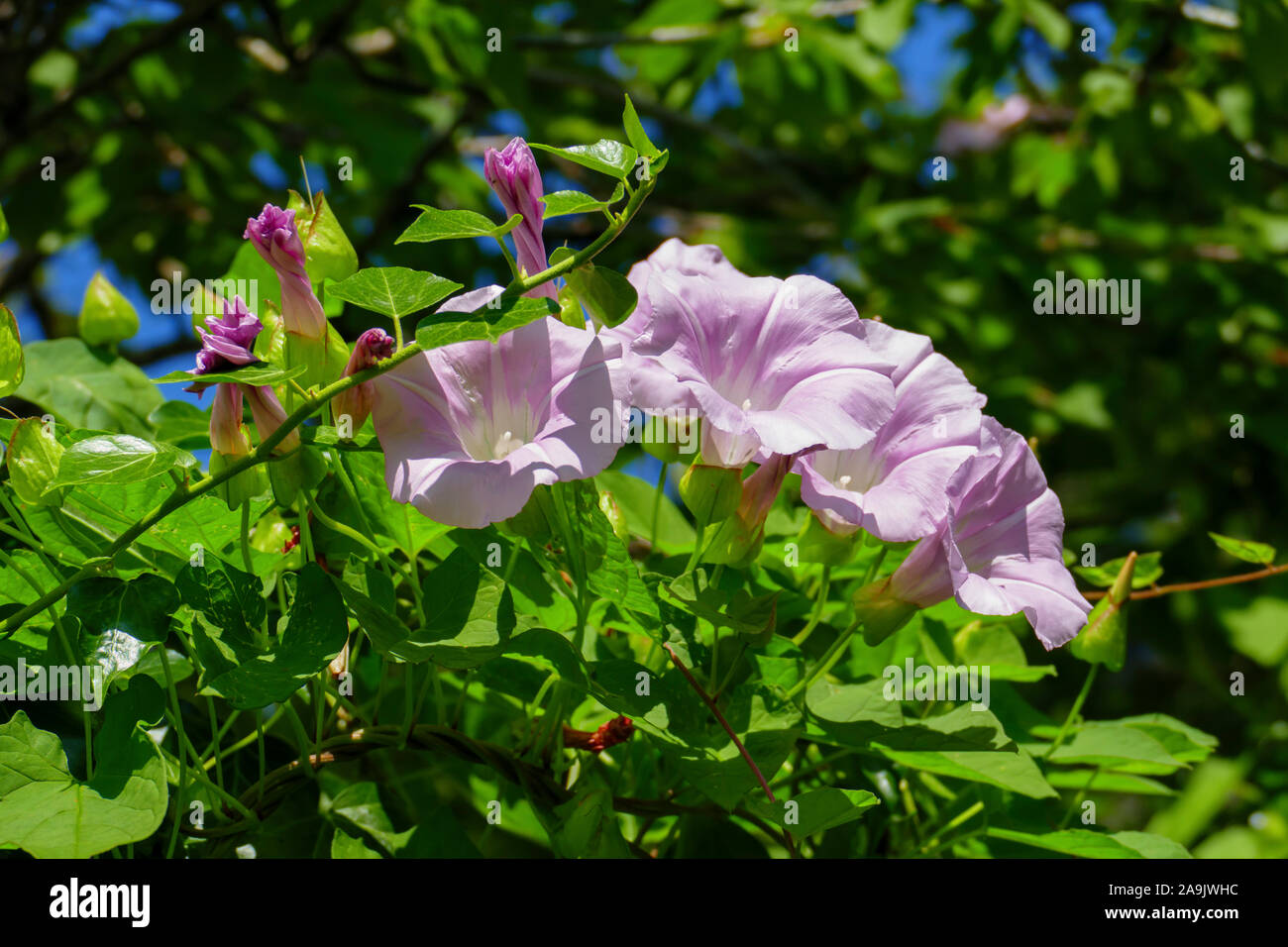 rosa farbene Winde Convolvulus Blüte mit unscharfem Hintergrund Stock ...