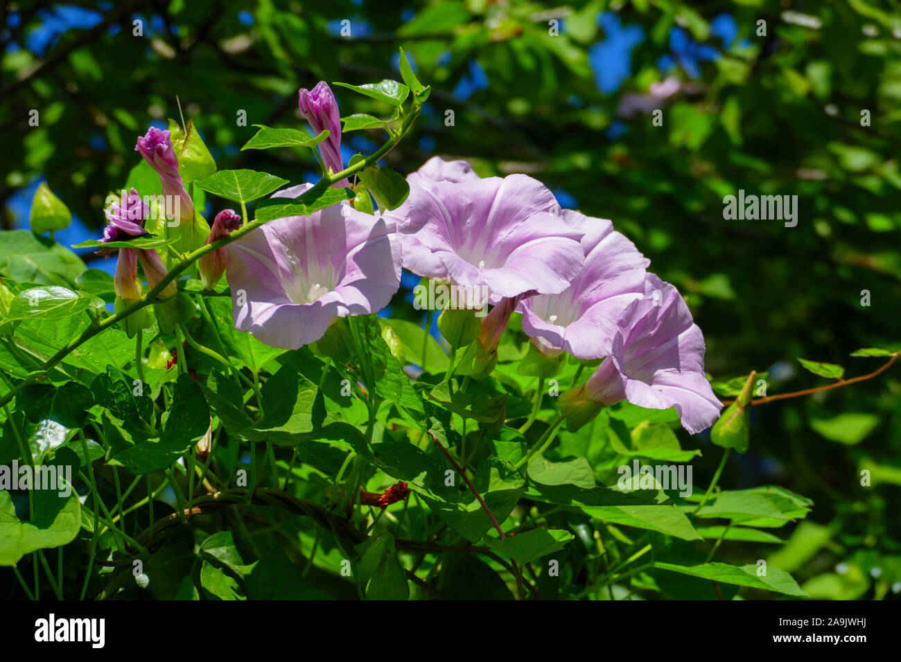 rosa farbene Winde Convolvulus Blüte mit unscharfem Hintergrund Stock ...