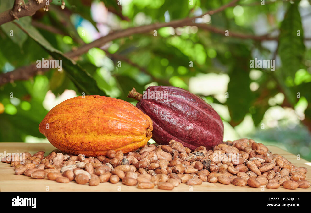 Cacao farm tropical forest hi-res stock photography and images - Alamy