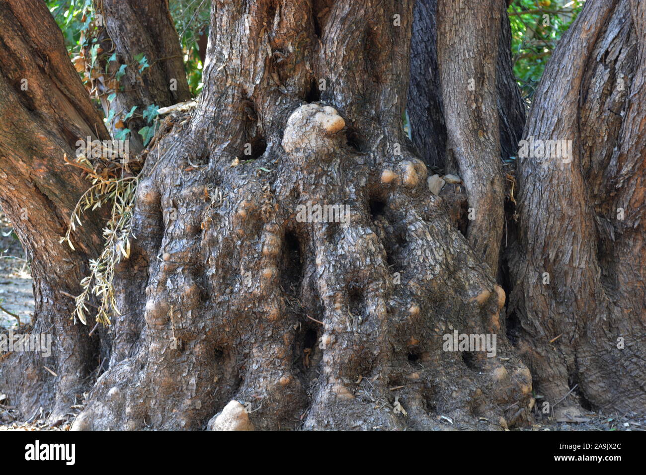 A close up shot of the large, gnarled trunk of an ancient olive tree ...