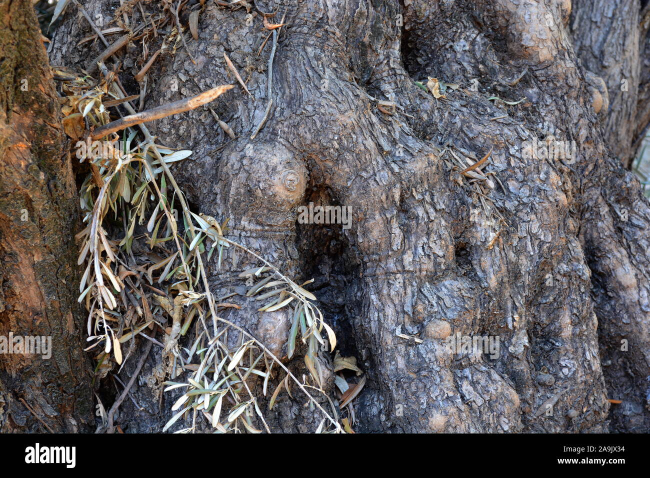 A close up shot of the large, gnarled trunk of an ancient olive tree ...