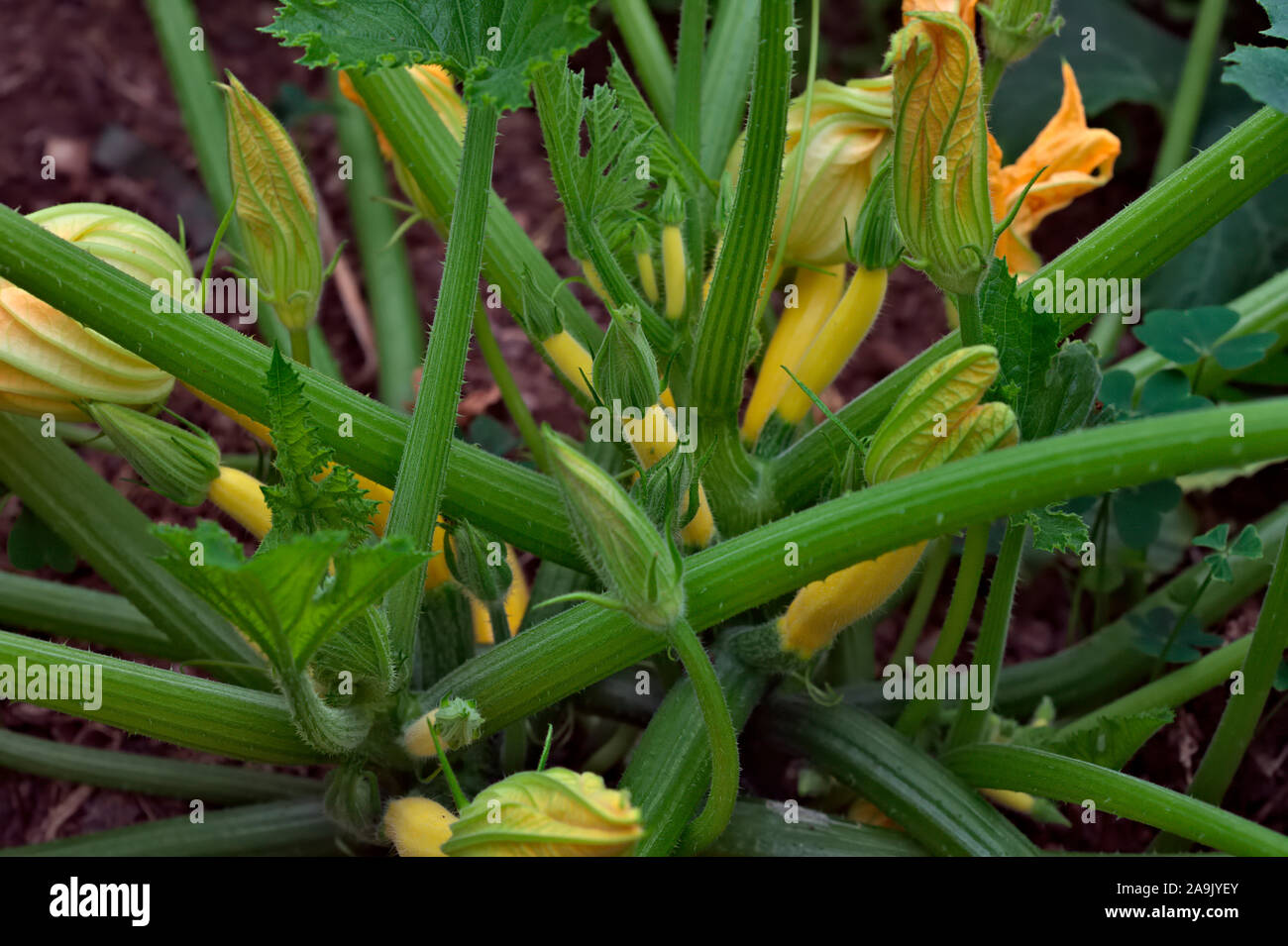 Atena High Resolution Stock Photography and Images - Alamy