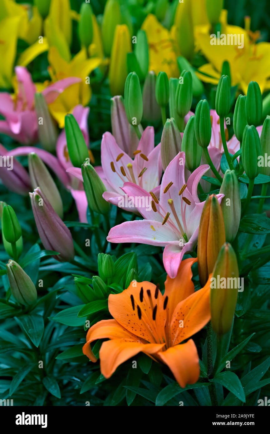 Lilium plant pot hi-res stock photography and images - Alamy