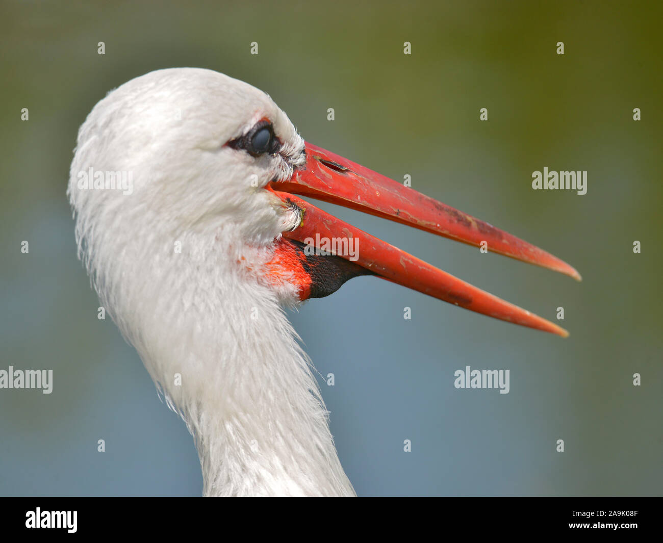 Beak wader hi-res stock photography and images - Alamy