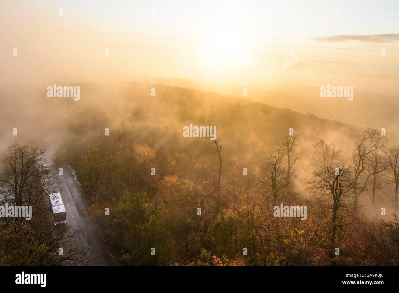 Wien, Vienna: trees, fog, in Wienerwald (Vienna Woods), road at ...