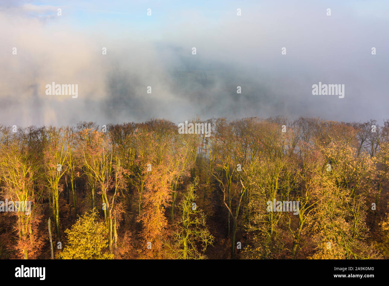 Wien, Vienna: trees, fog, in Wienerwald (Vienna Woods) in 00. overview ...