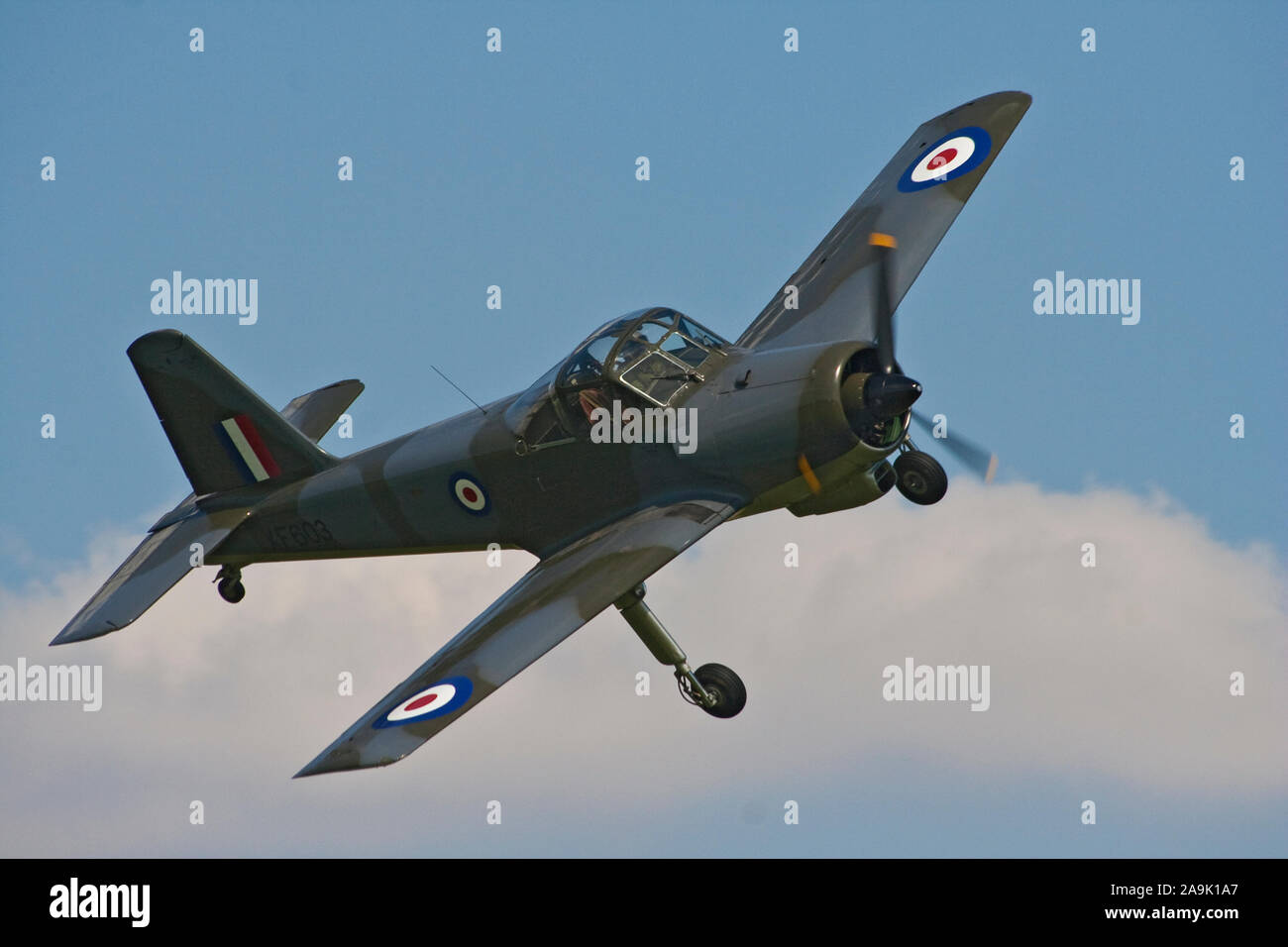 Hunting percival hi-res stock photography and images - Alamy