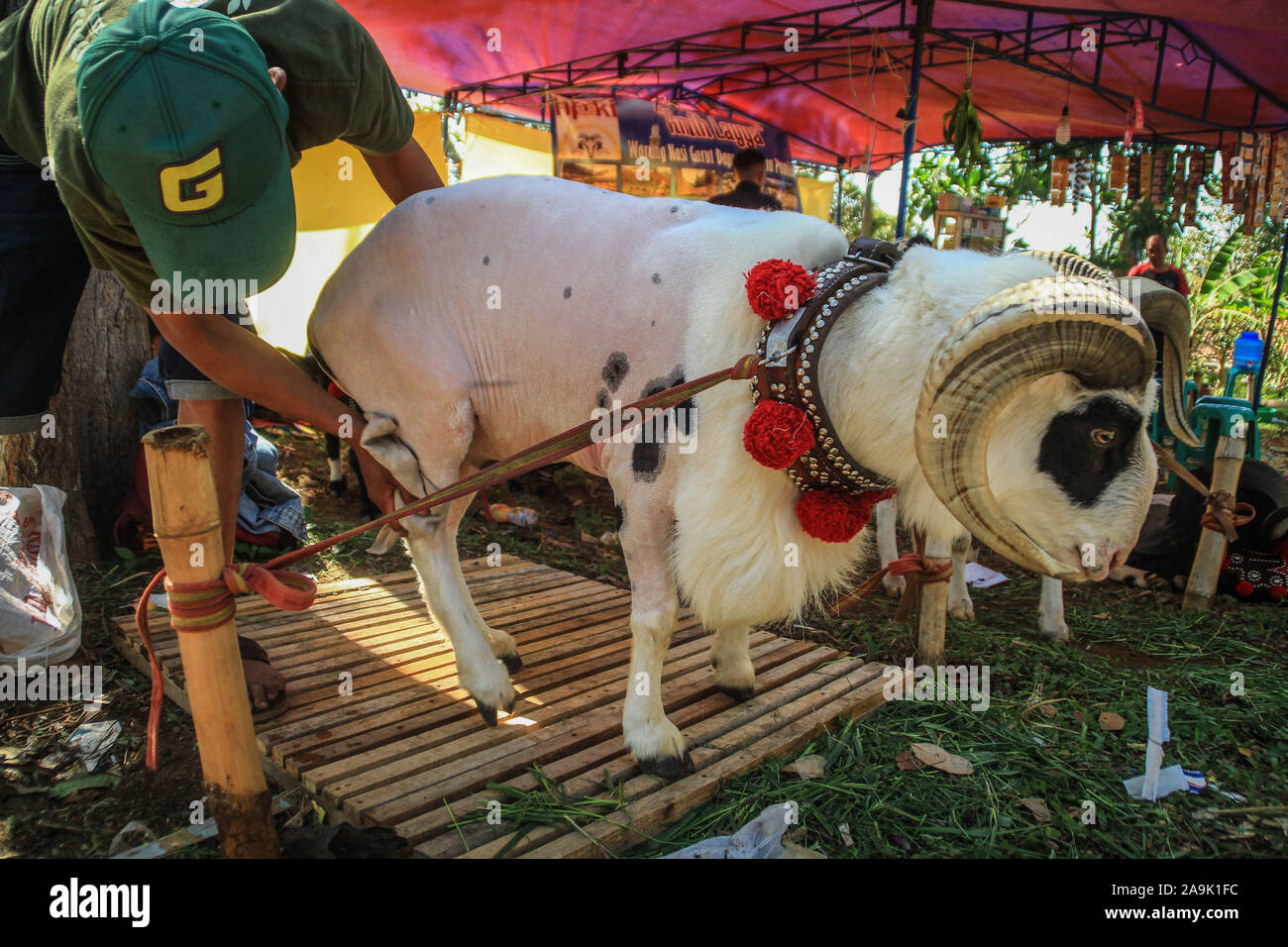 A sheep breeder prepares his garut sheep for the competition.In Garut ...
