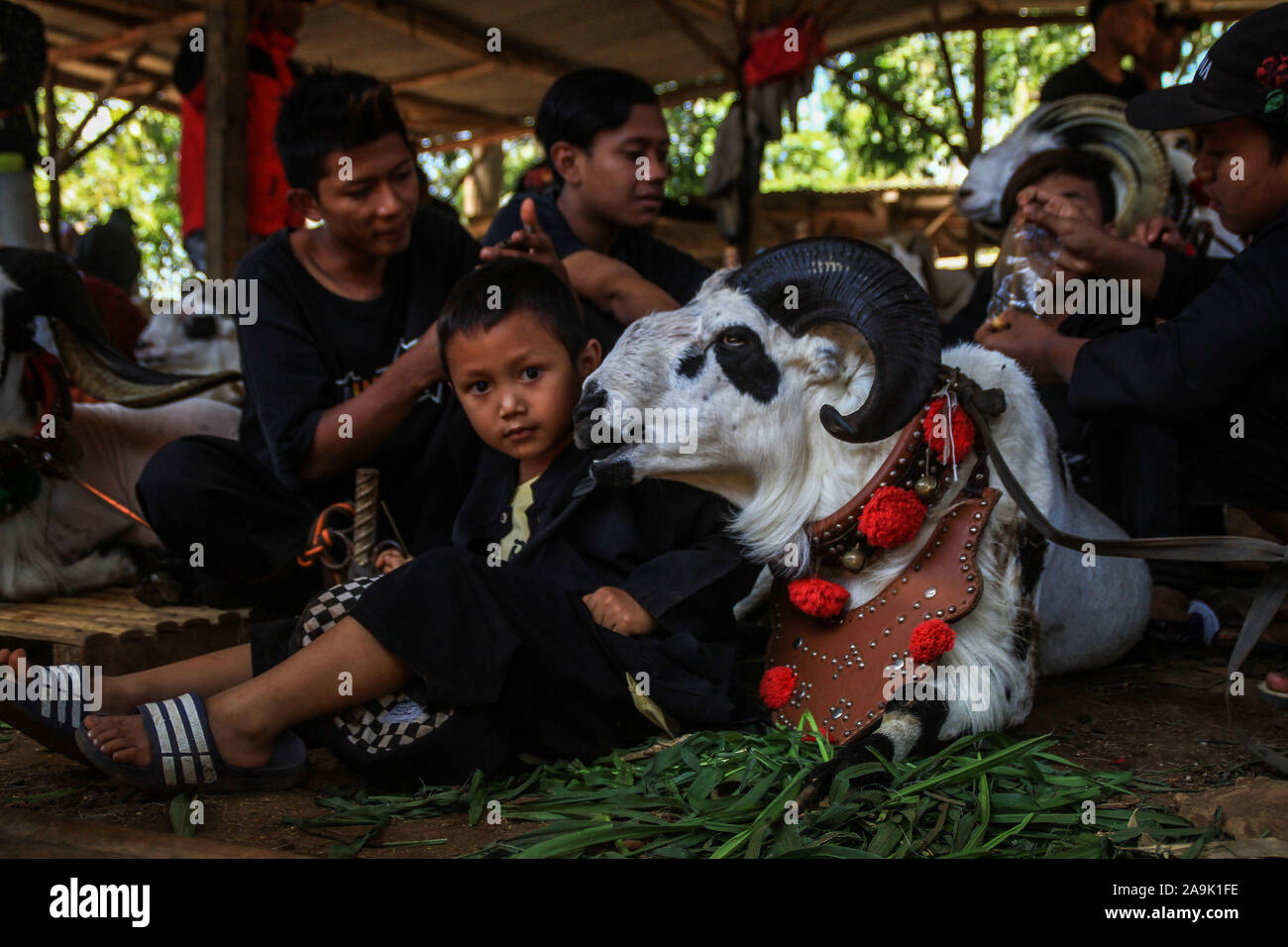 A kid sits next to a garut sheep during the competition.In Garut ...