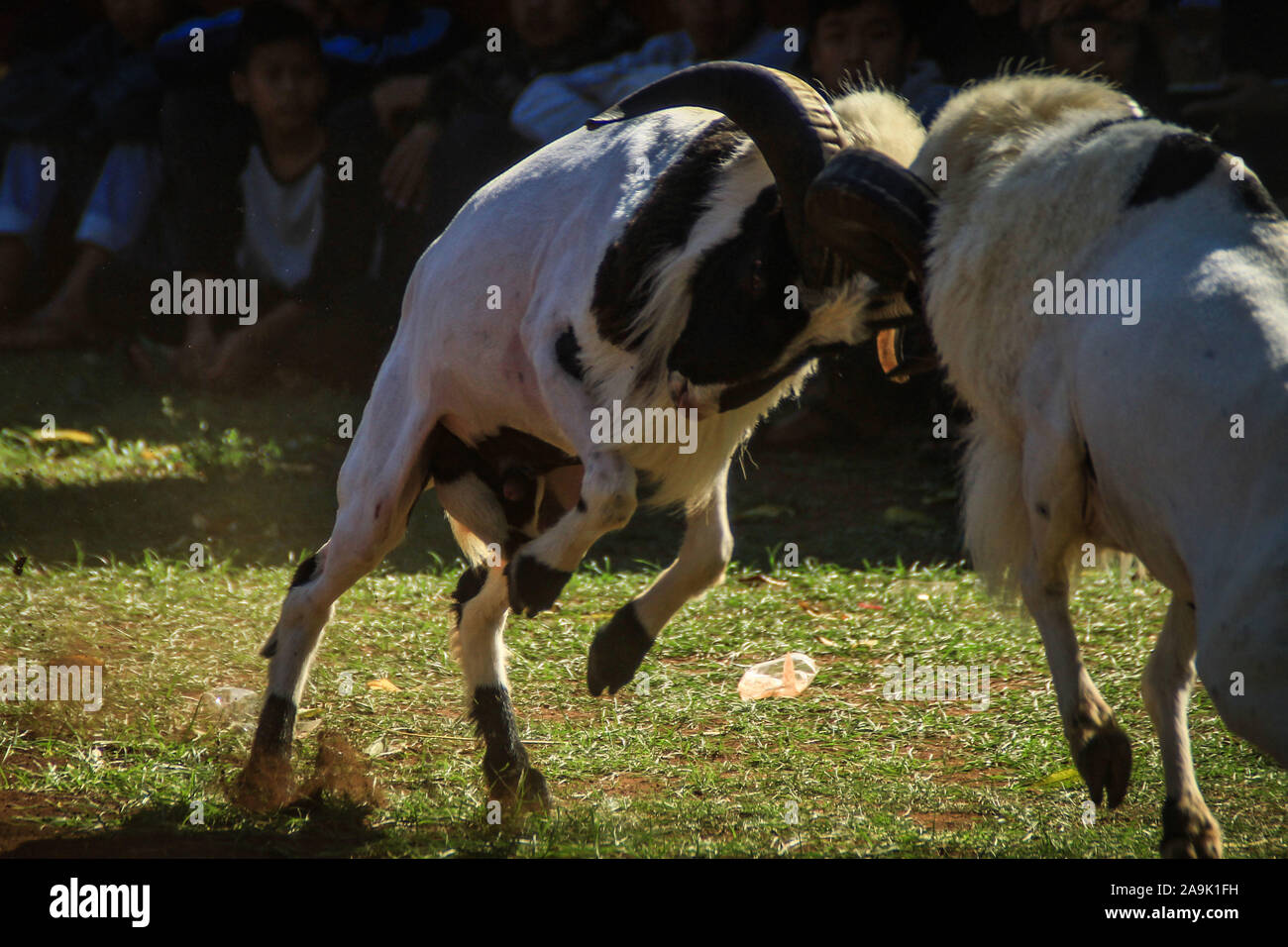 Garut sheep in action during the competition.In Garut culture, fighting ...