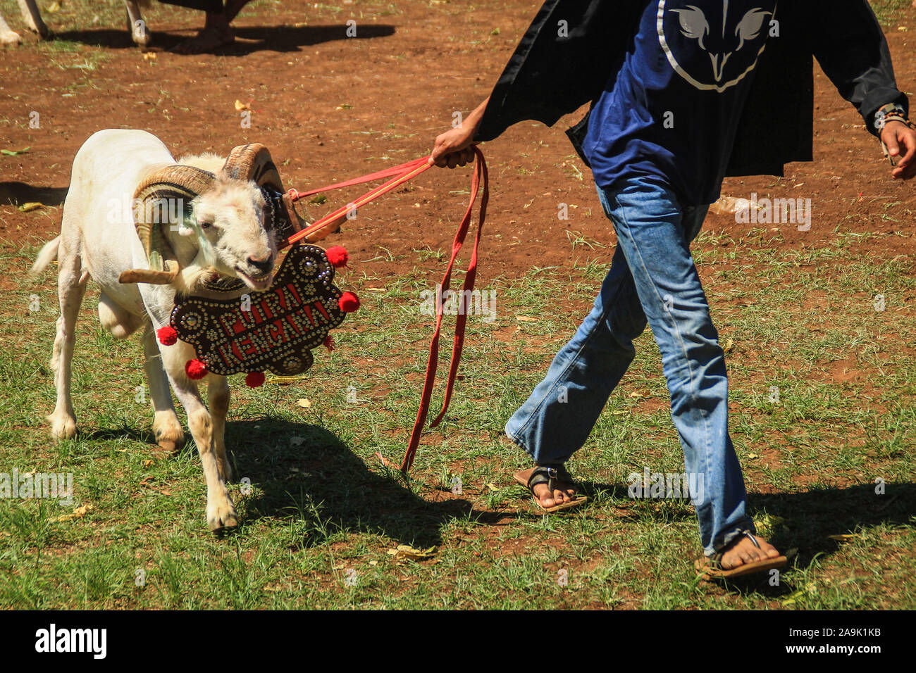 Man fighting with animals hi-res stock photography and images - Alamy