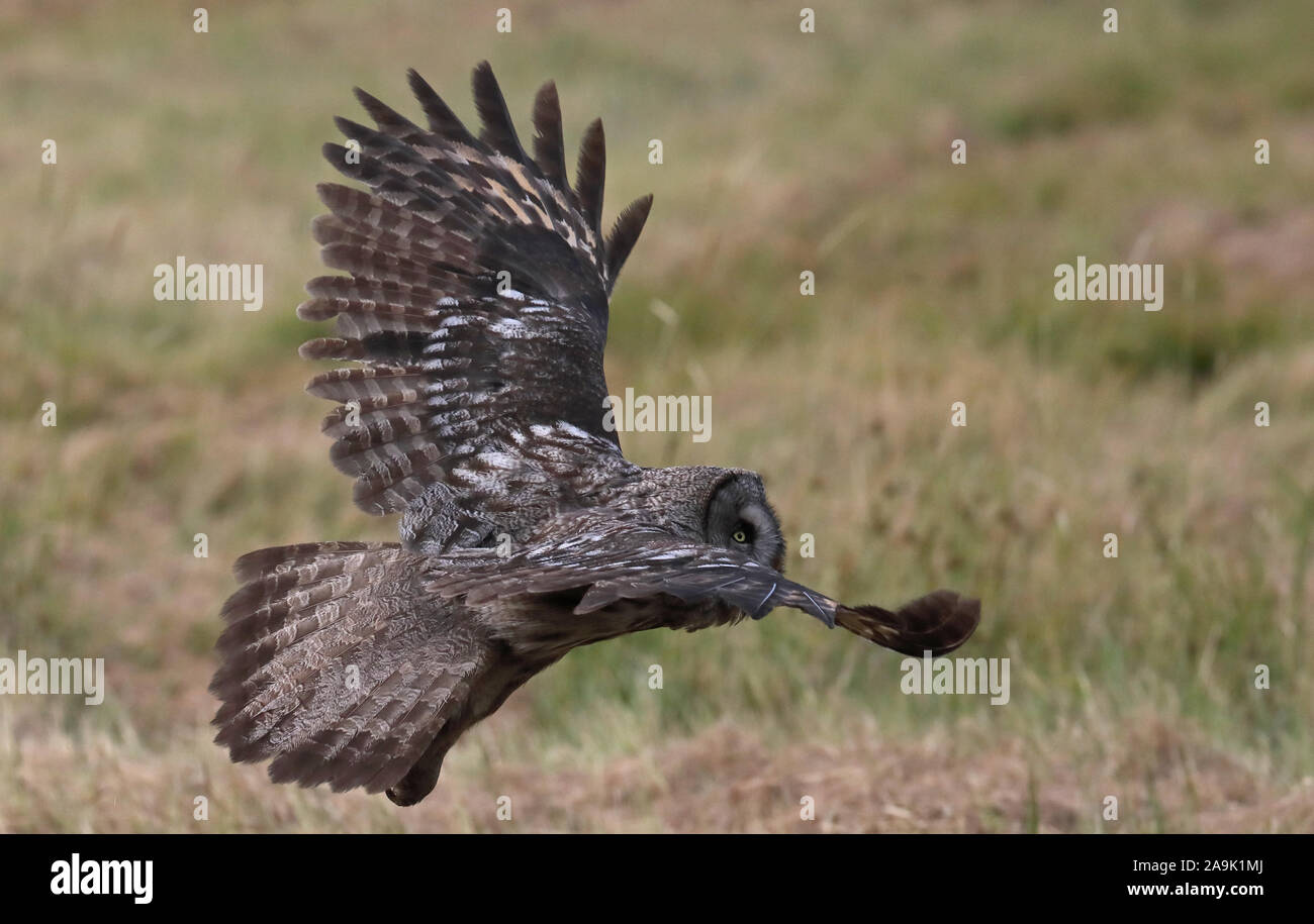 Great grey owl, hunting over field Stock Photo - Alamy