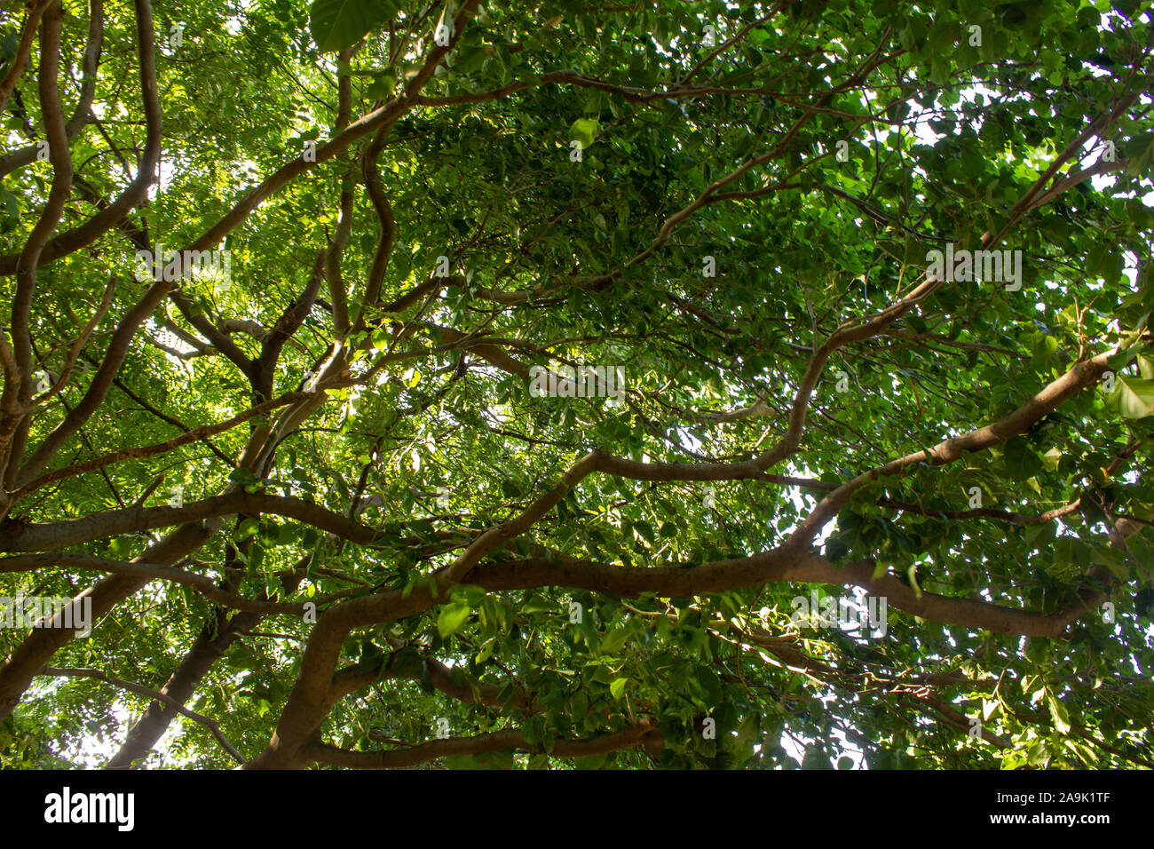 View of the tree with many branches covering wide area and providing ...